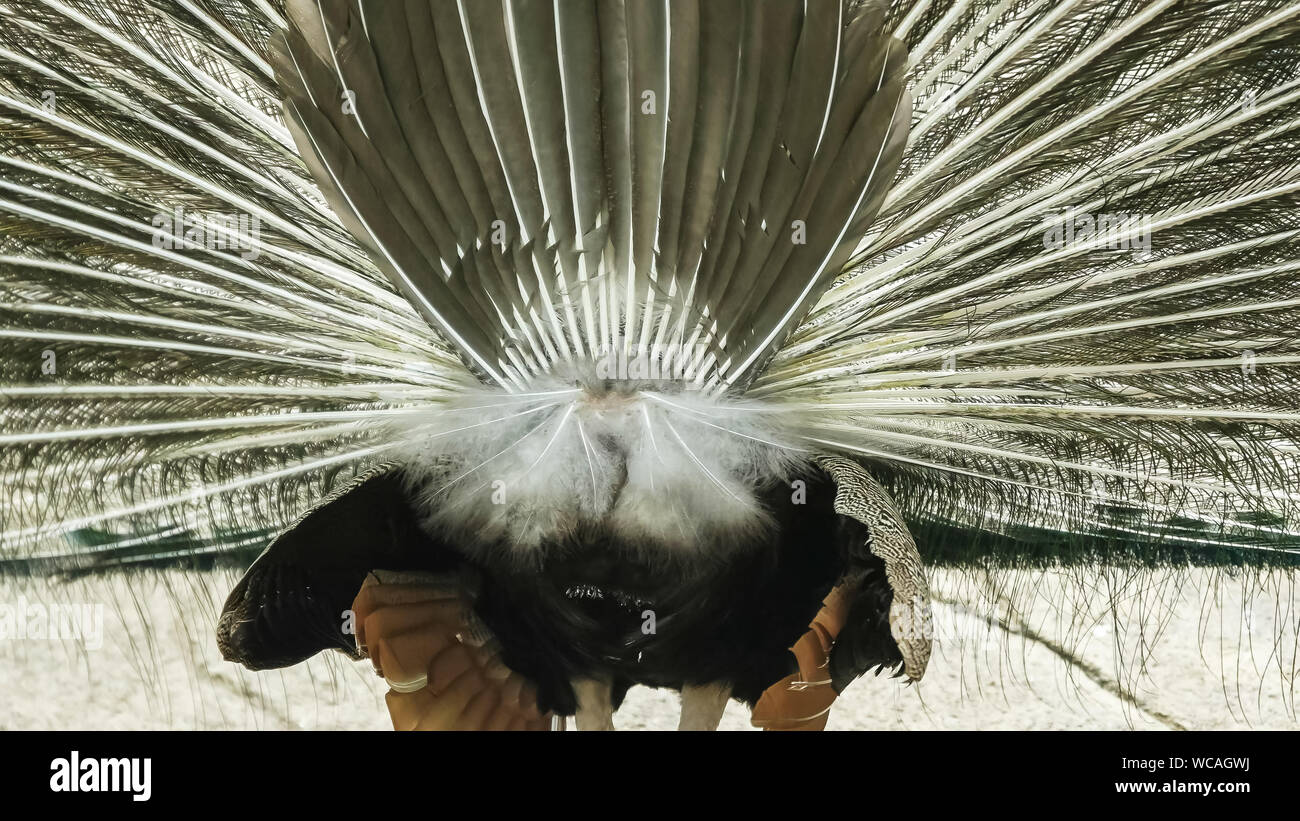 close up rear view of a male peacock displaying Stock Photo - Alamy