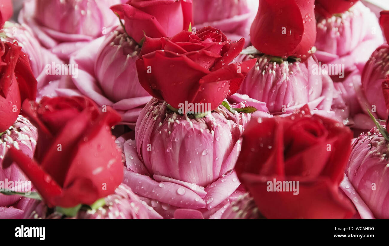 close up of roses at a florist stall opposite sri maha mariamman temple ...