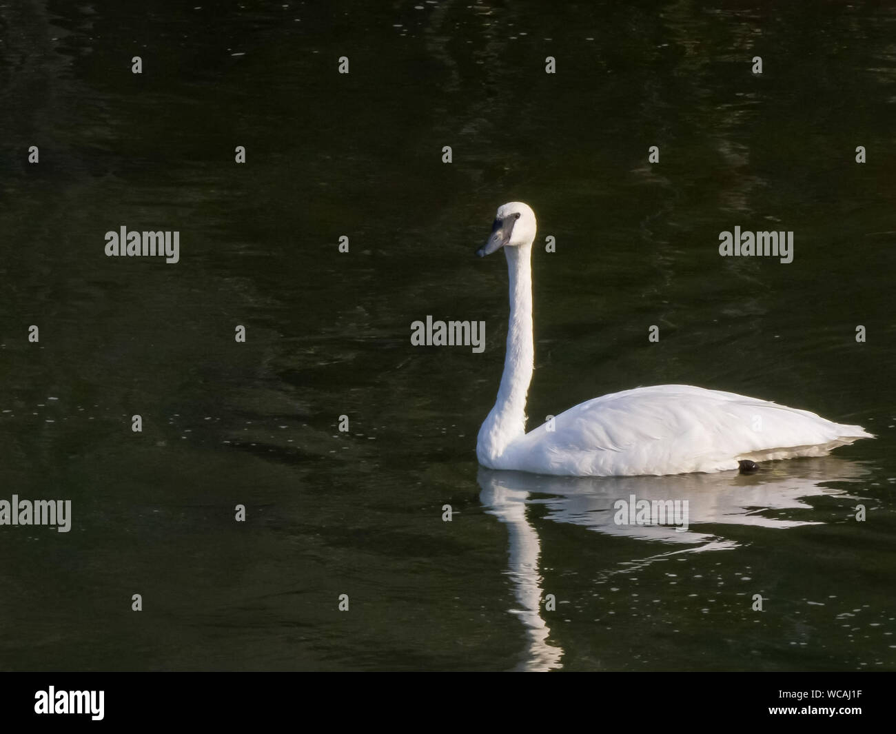 Paddling swan hi-res stock photography and images - Alamy