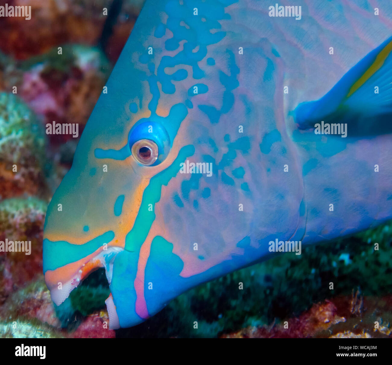 Parrotfish Eating High Resolution Stock Photography and Images - Alamy