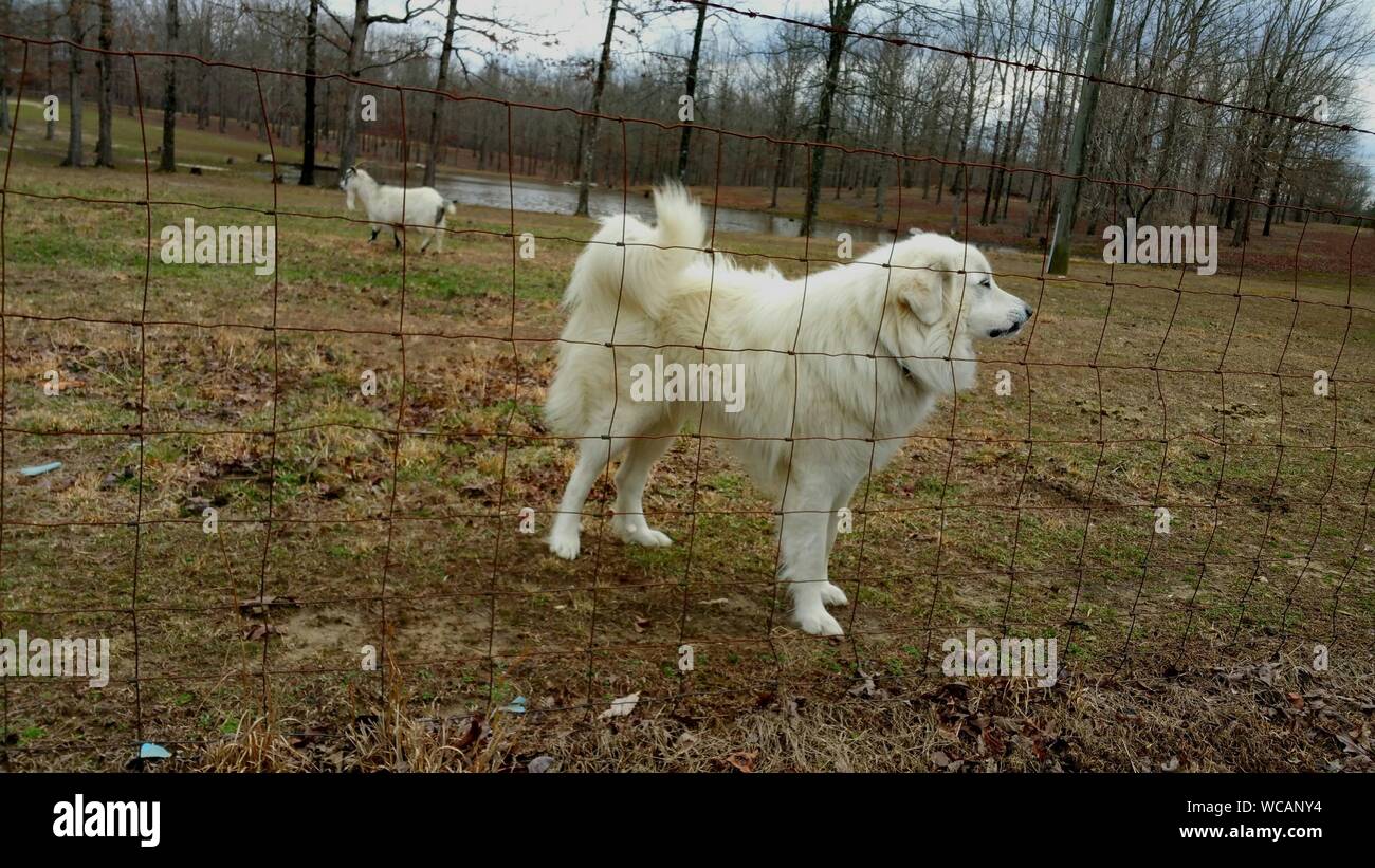 Net dog hi-res stock photography and images - Alamy