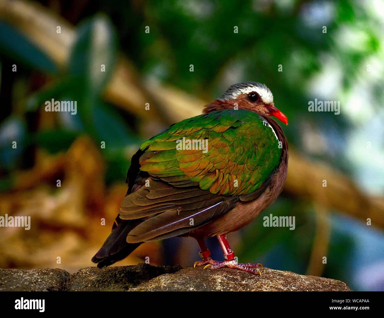 Jambu fruit dove hi-res stock photography and images - Alamy