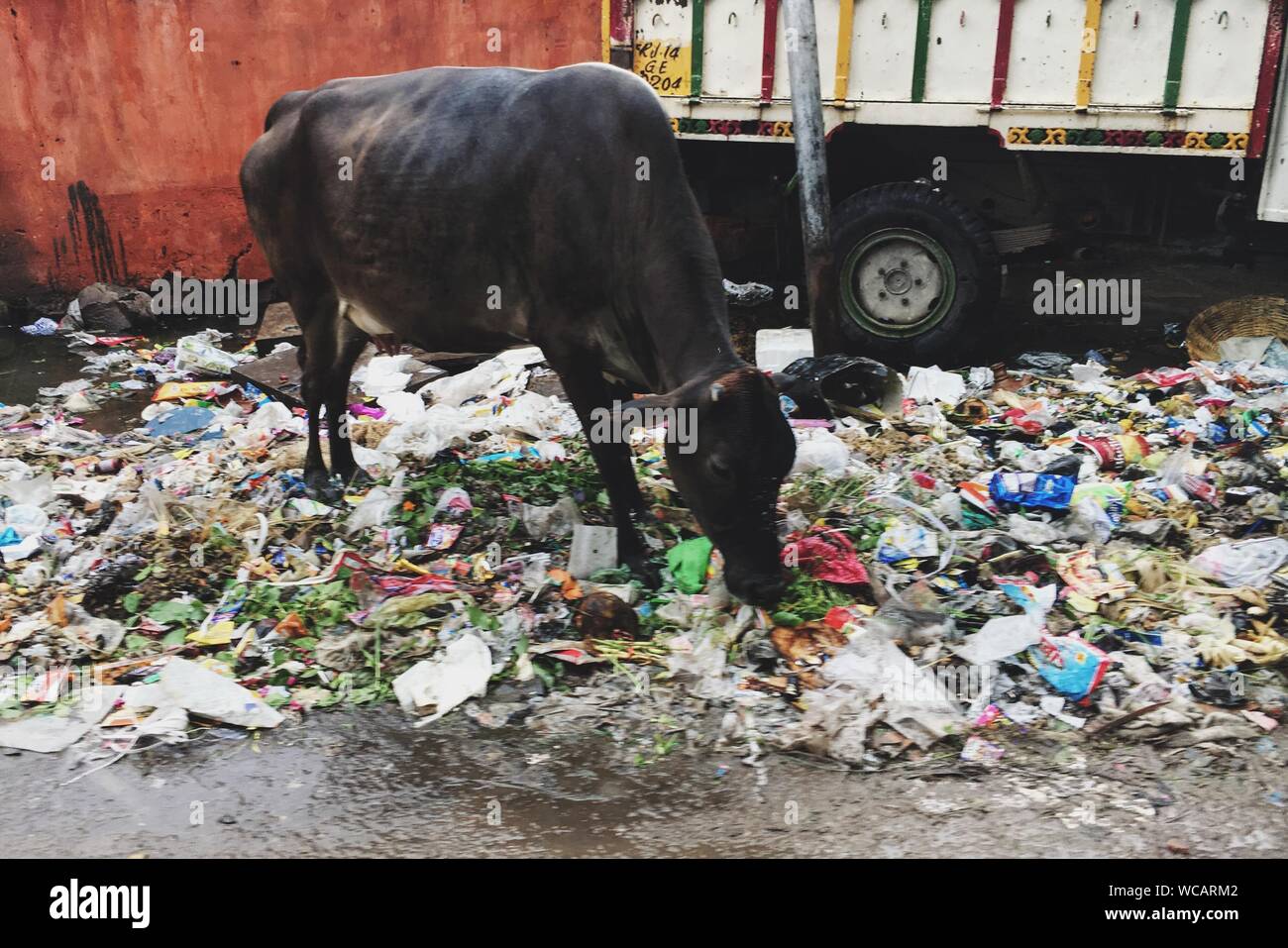Cow garbage hi-res stock photography and images - Alamy