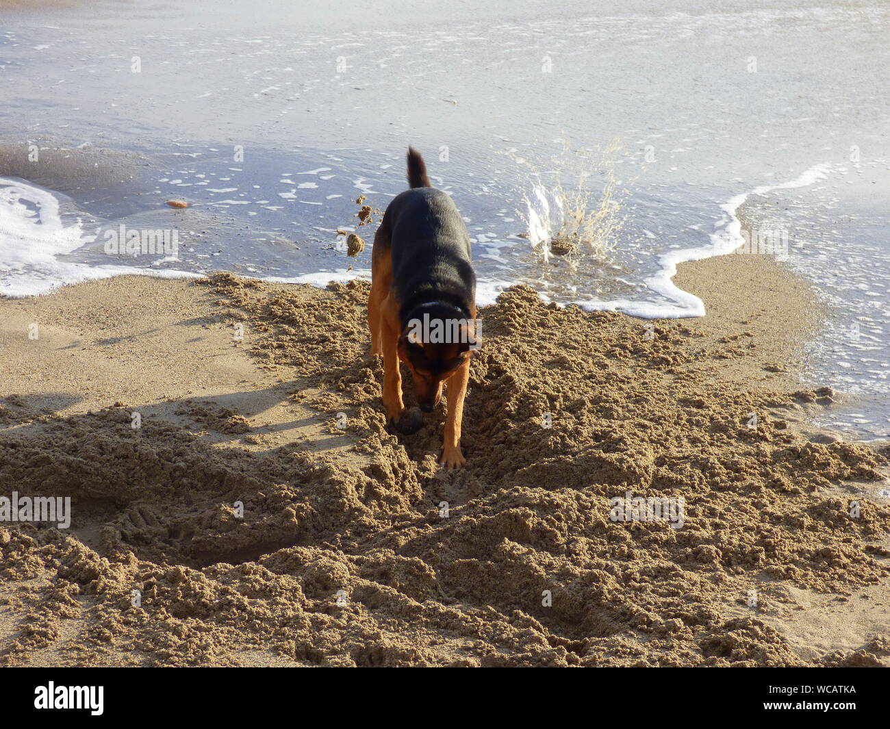 Dog digging in the sand hi-res stock photography and images - Alamy