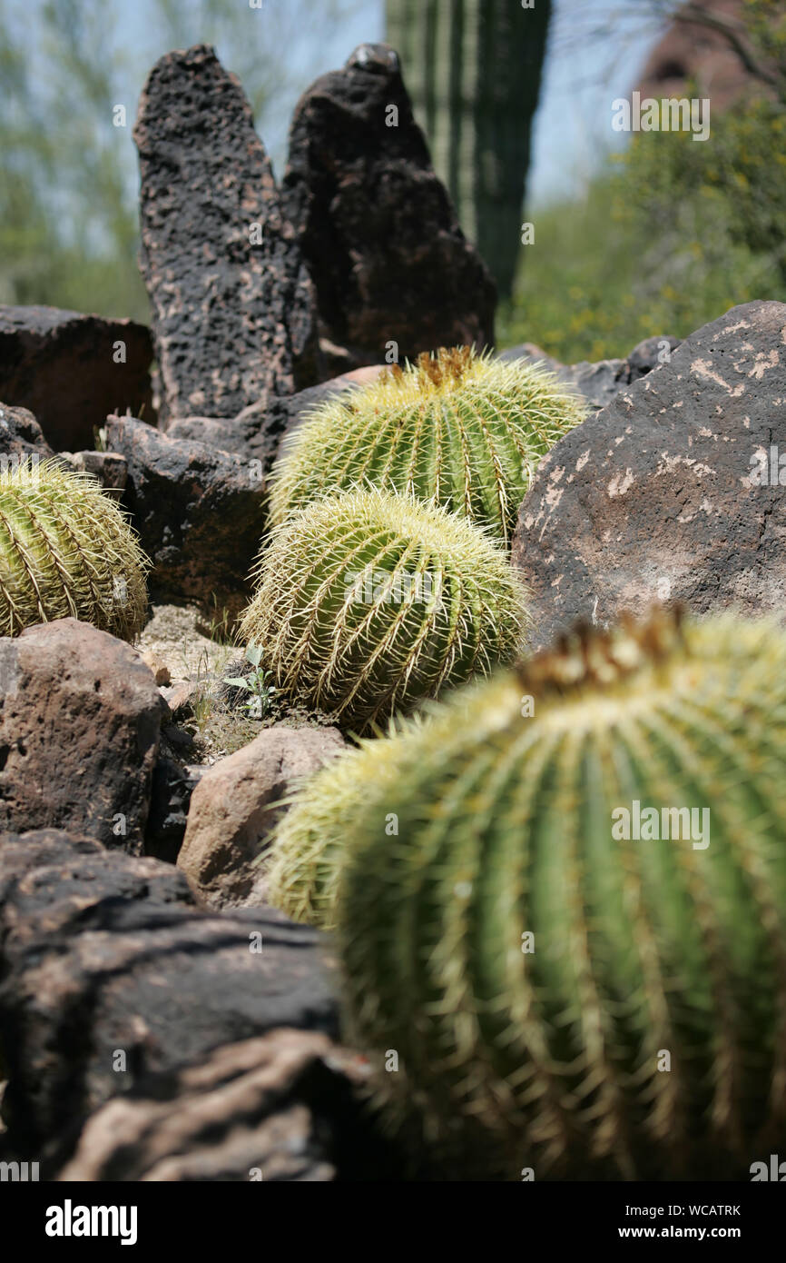 A Cactus is seen in Arizona Stock Photo - Alamy
