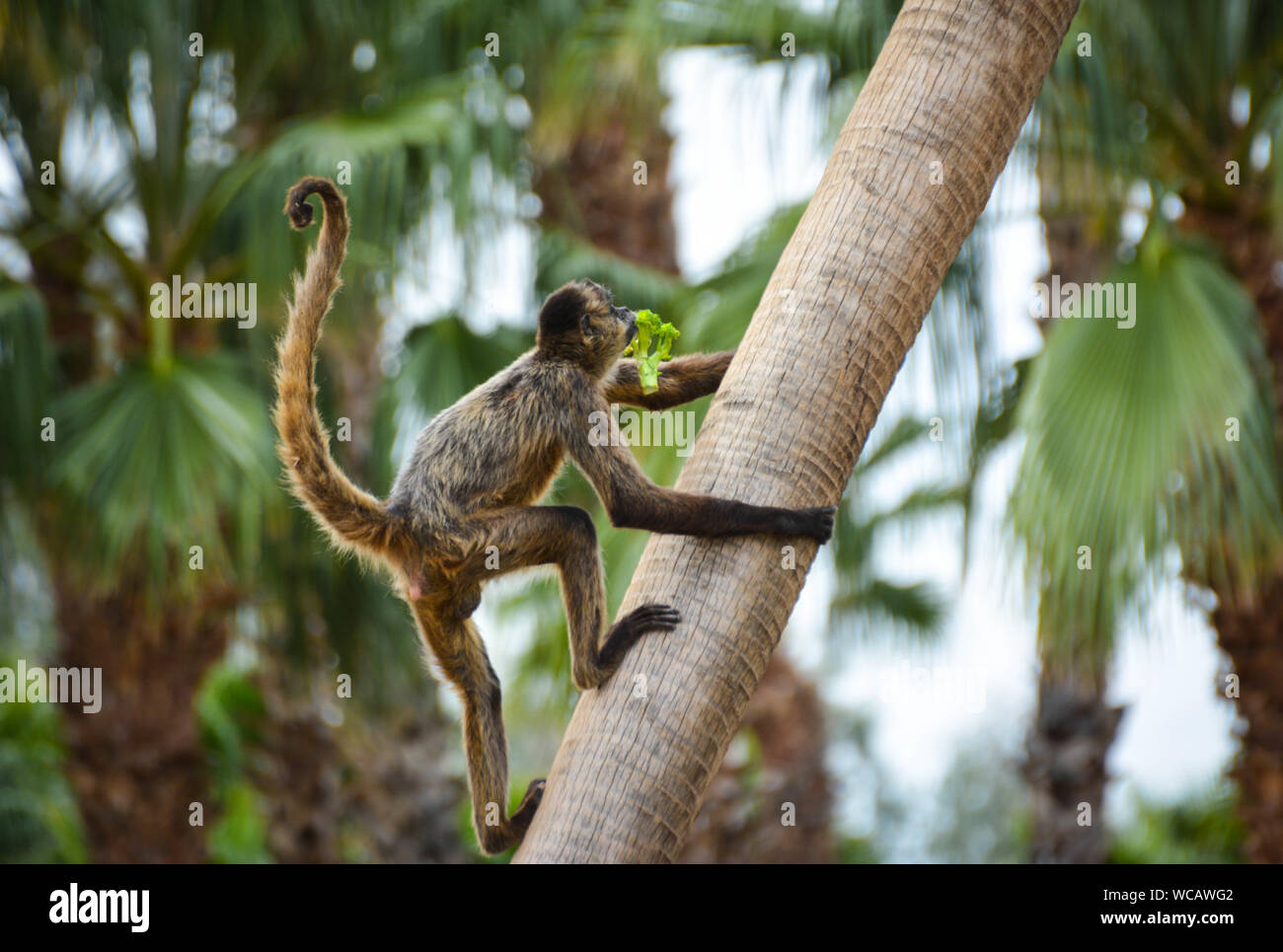 Palm tree climbing hi-res stock photography and images - Alamy