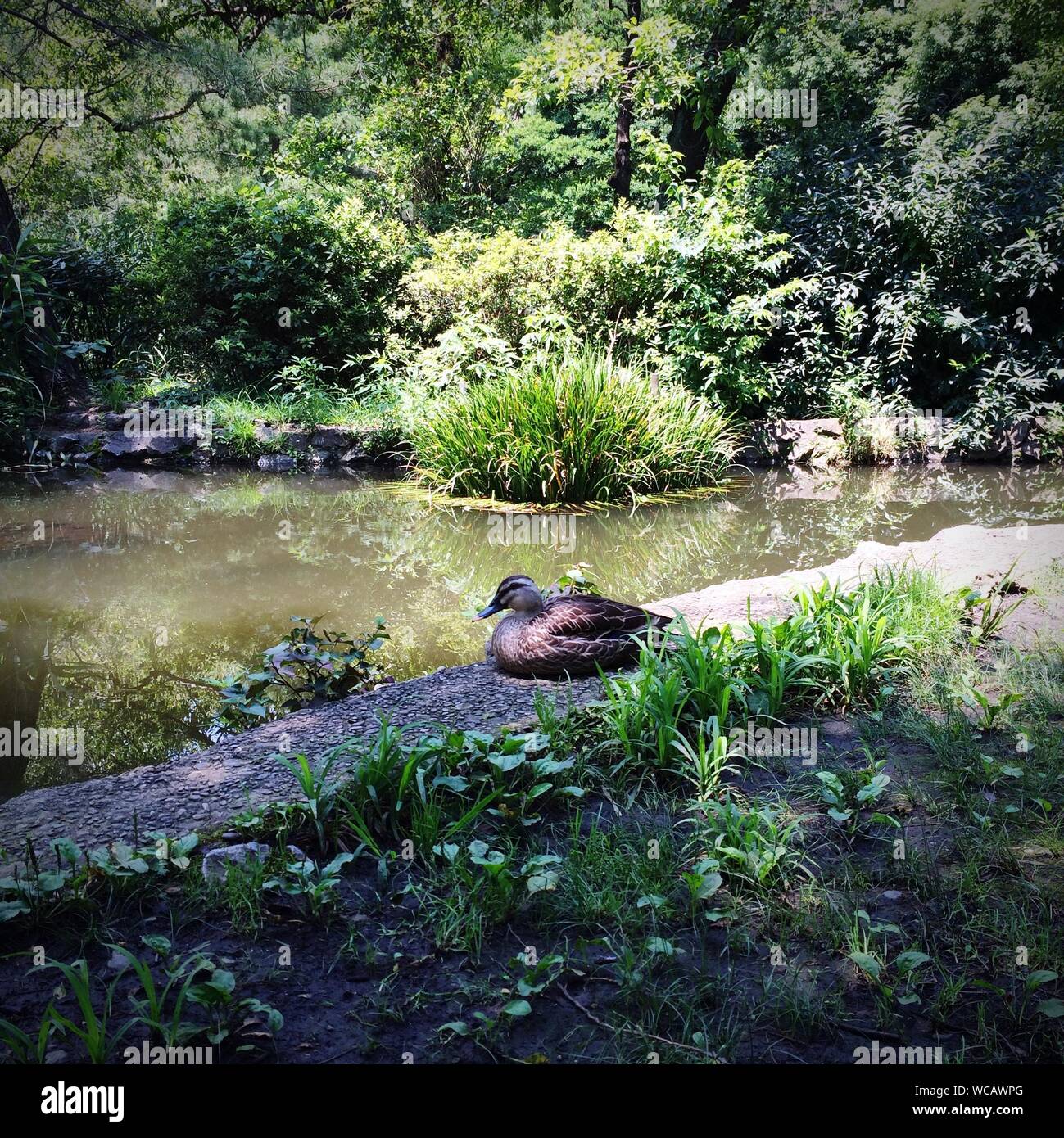 Calm bird hi-res stock photography and images - Alamy