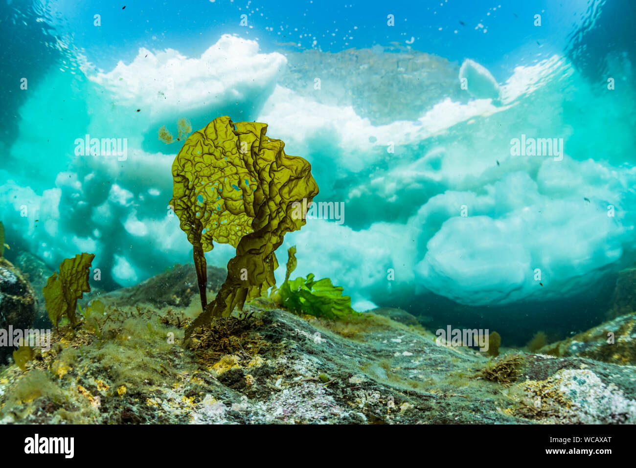Drift ice,underwater view,in Rausu,Hokkaido,Japan Stock Photo - Alamy