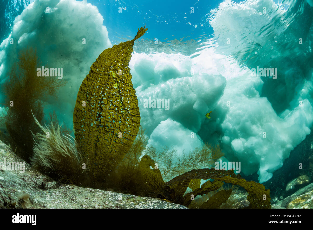 Drift ice,underwater view,in Rausu,Hokkaido,Japan Stock Photo - Alamy