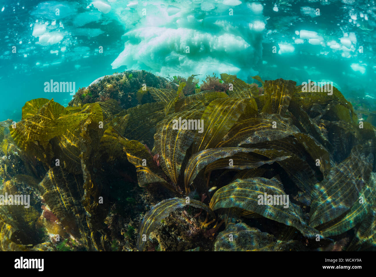 Seaweed,background drift ice Stock Photo - Alamy