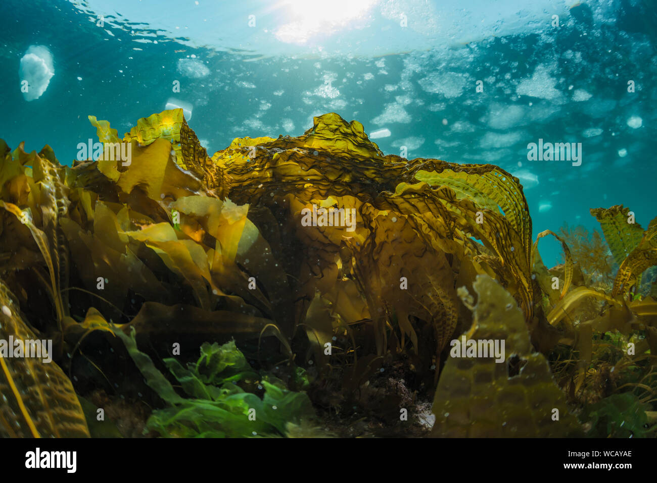 Seaweed,background drift ice Stock Photo - Alamy