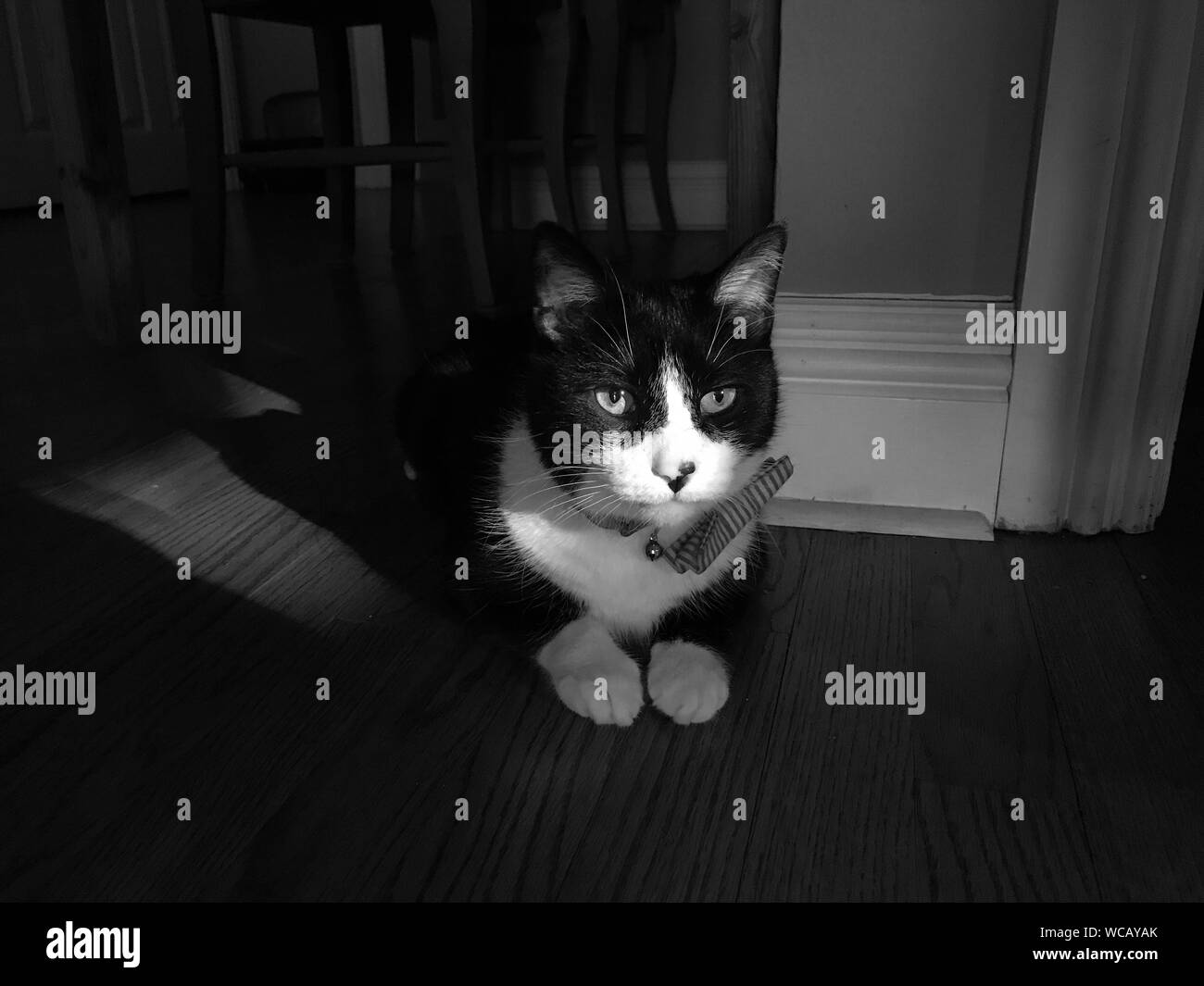 Cat falling hi-res stock photography and images - Alamy