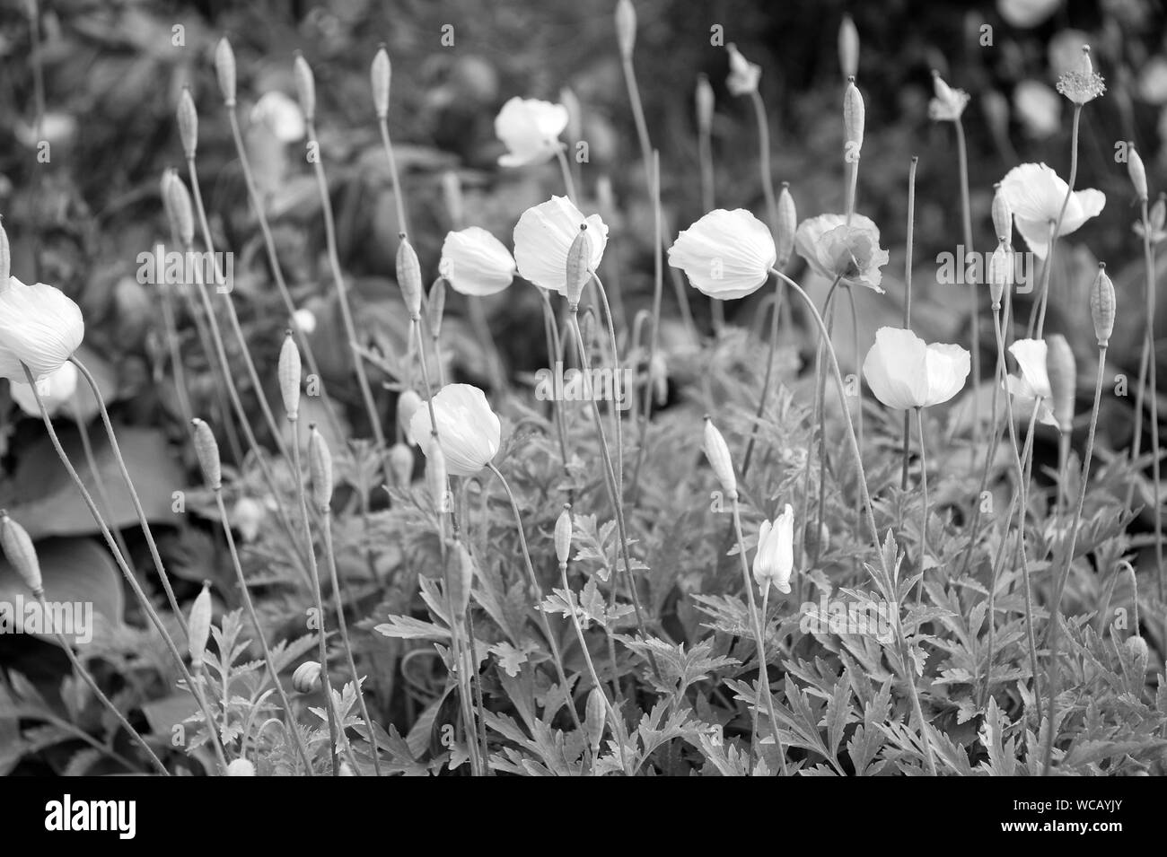 The source of the narcotic drug opium. Yellow poppy bloom. Poppy ...