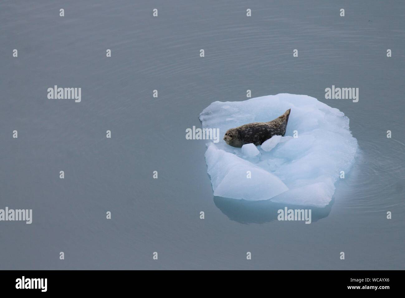 Seal on iceberg hi-res stock photography and images - Alamy