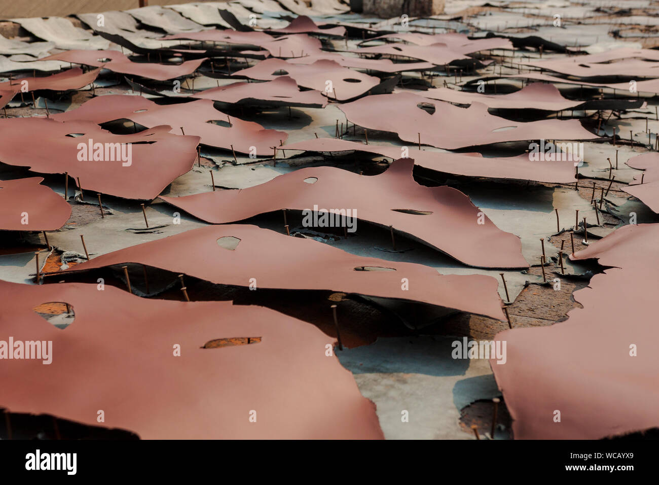 Animal skin drying hi-res stock photography and images - Alamy