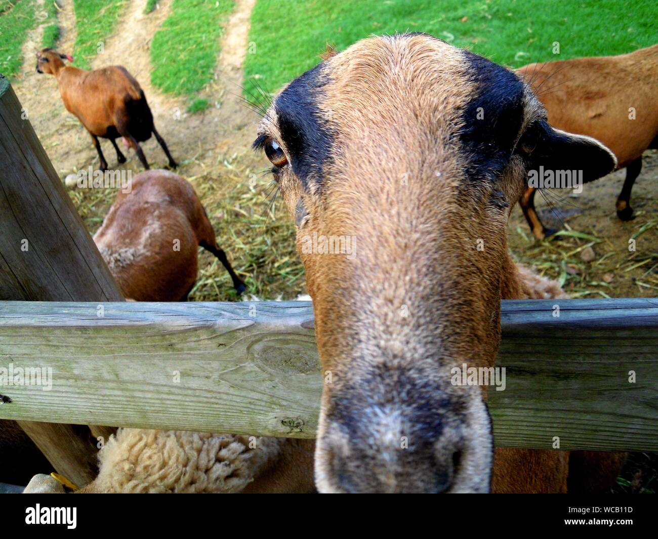 Sheep head in fence hi-res stock photography and images - Alamy