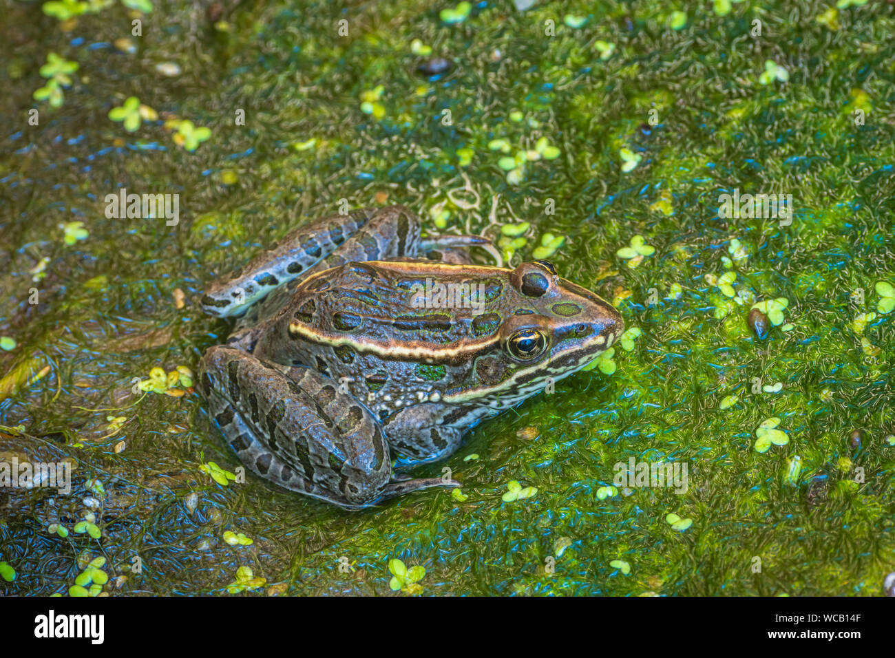 American frogs hi-res stock photography and images - Alamy