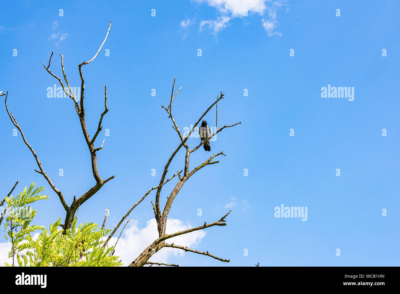 Gothic tree silhouette hi-res stock photography and images - Alamy