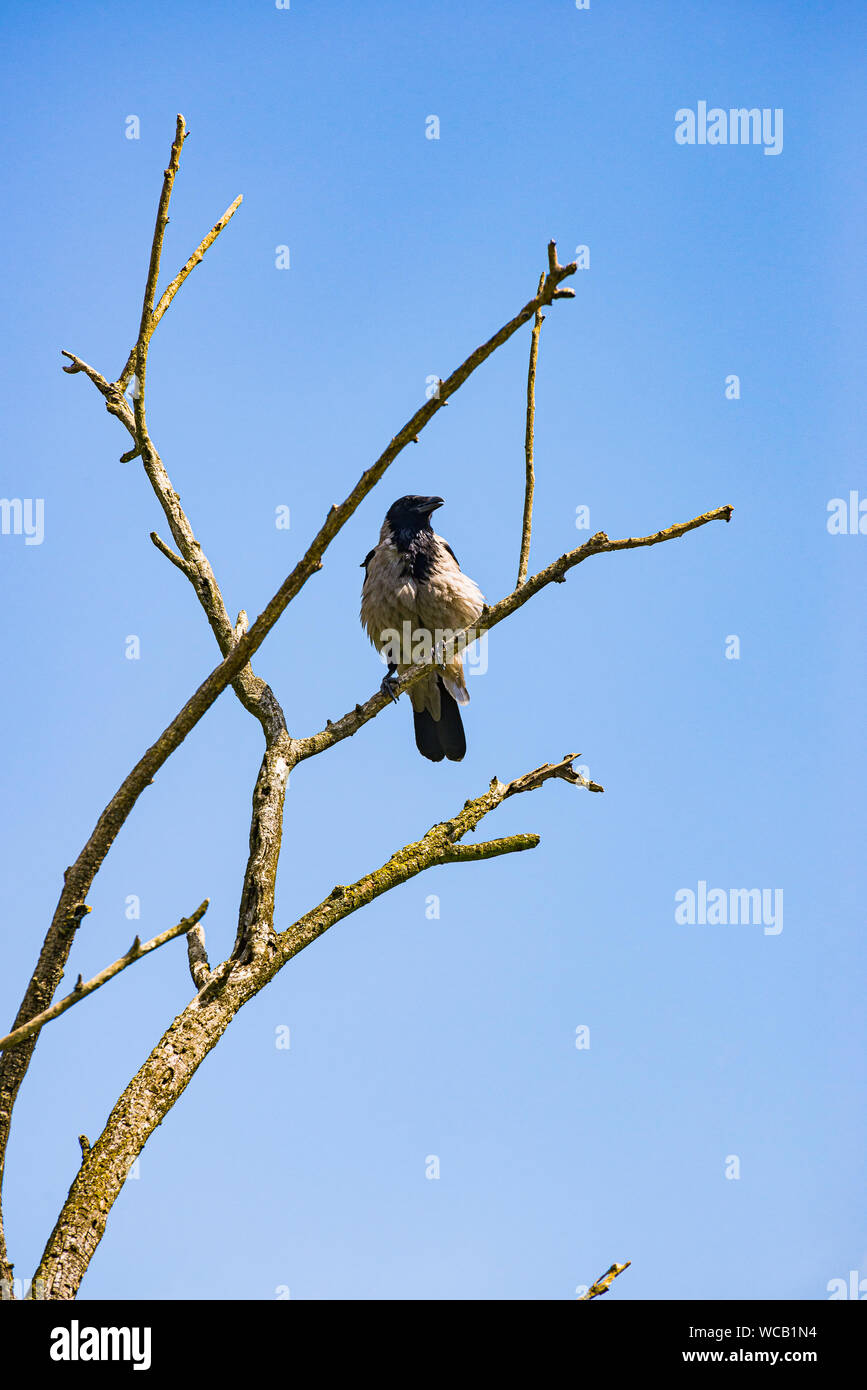 Gothic tree silhouette hi-res stock photography and images - Alamy