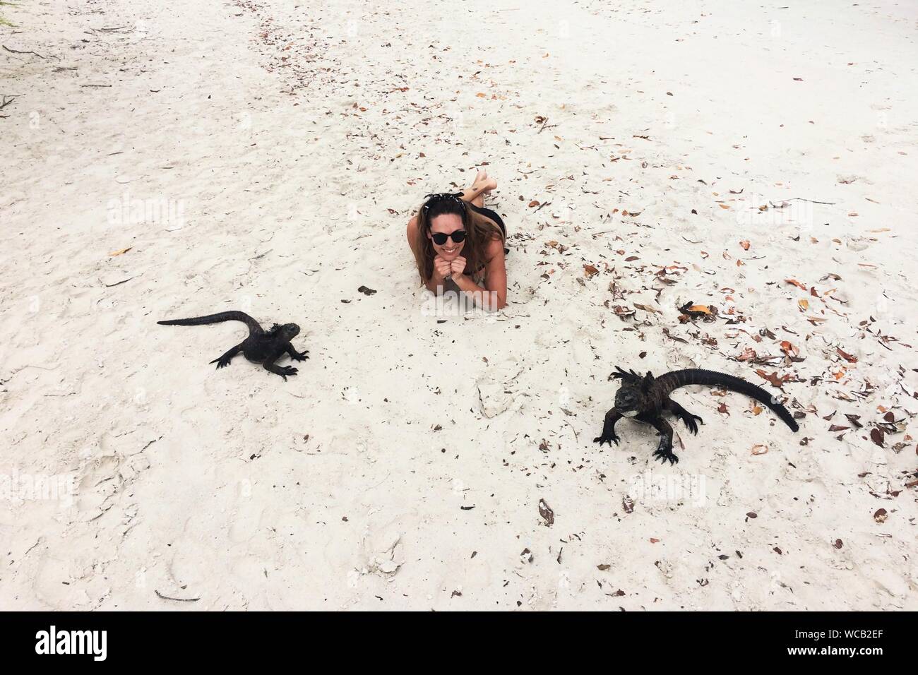 Real lizards hi-res stock photography and images - Alamy