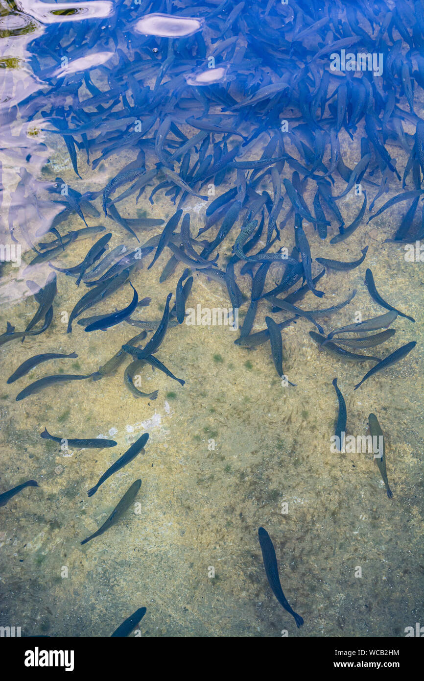 Trouts fish in water tank, Jajce, Bosnia and Herzegovina Stock Photo ...
