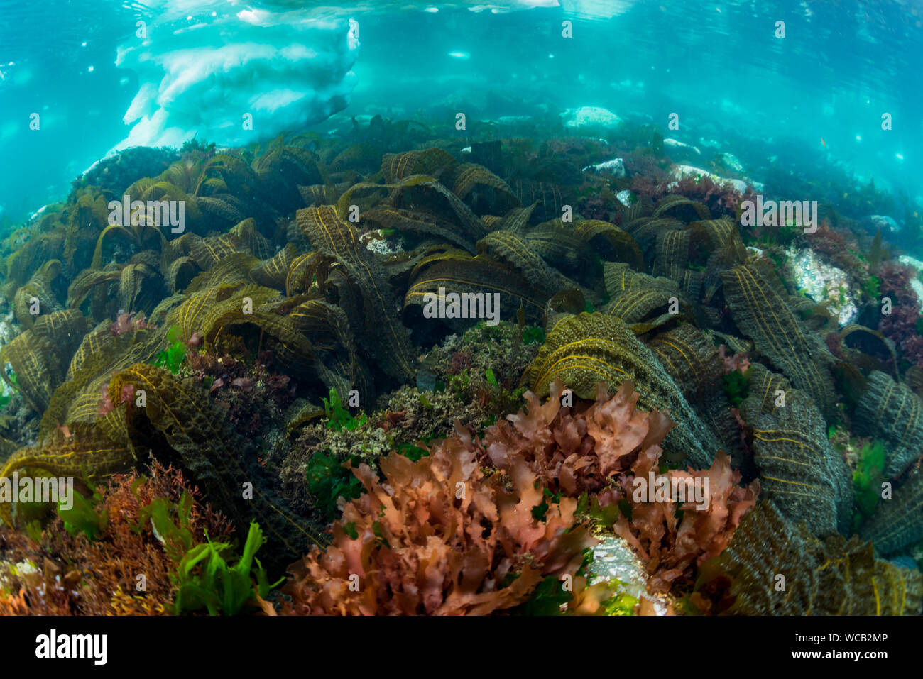 Seaweed,background drift ice Stock Photo - Alamy
