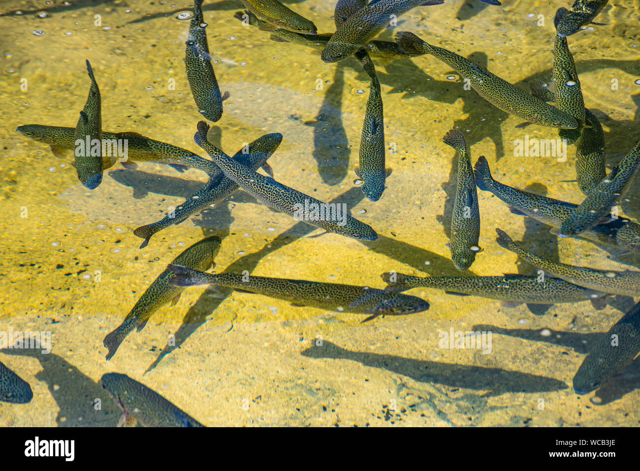 Tank bosnia hi-res stock photography and images - Alamy