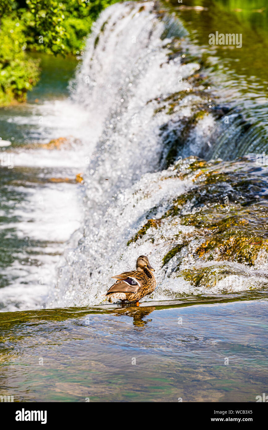 Duck sitting by the water cascade Stock Photo - Alamy