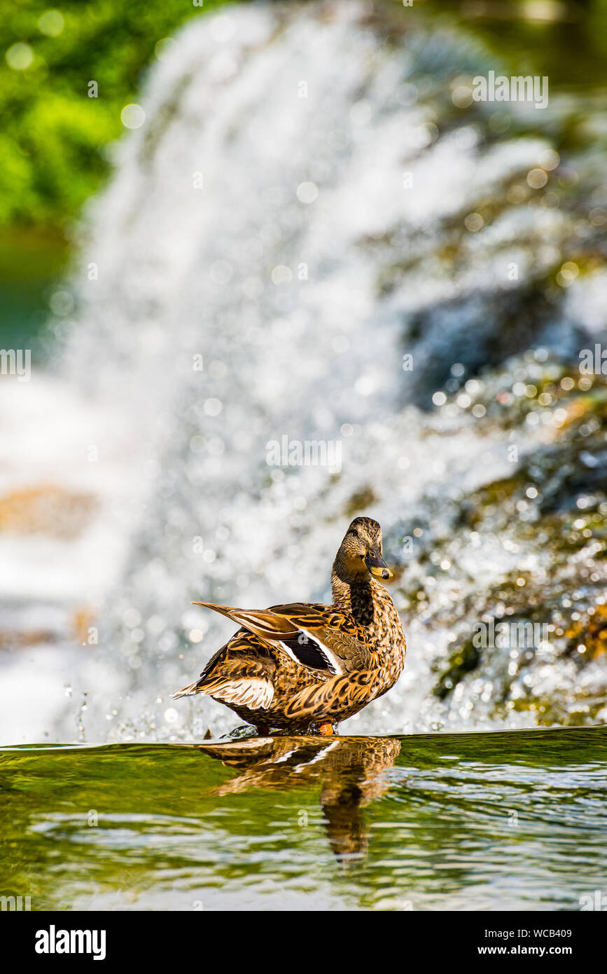 Duck sitting by the water cascade Stock Photo - Alamy