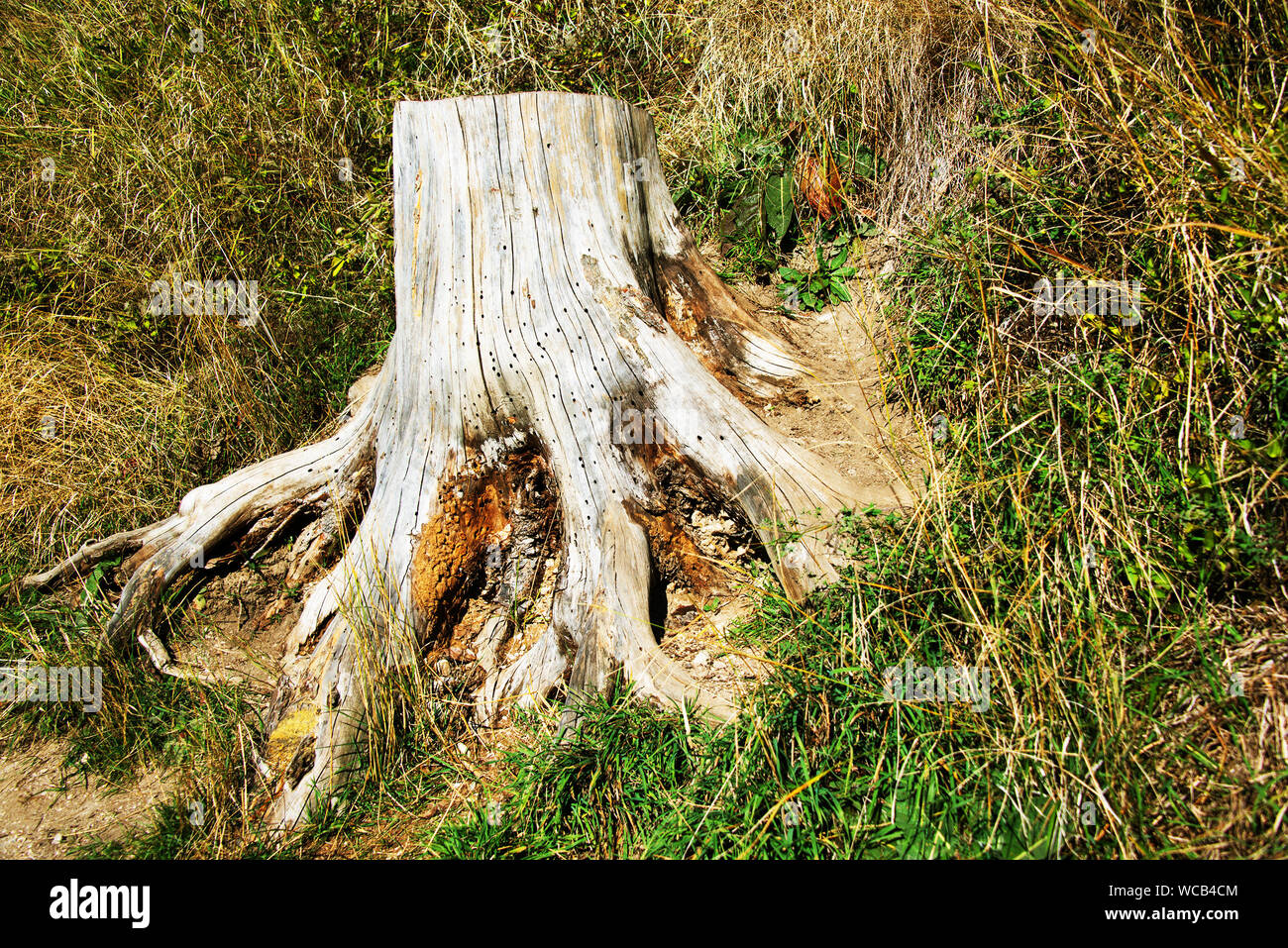 Tree stump in forest hi-res stock photography and images - Alamy