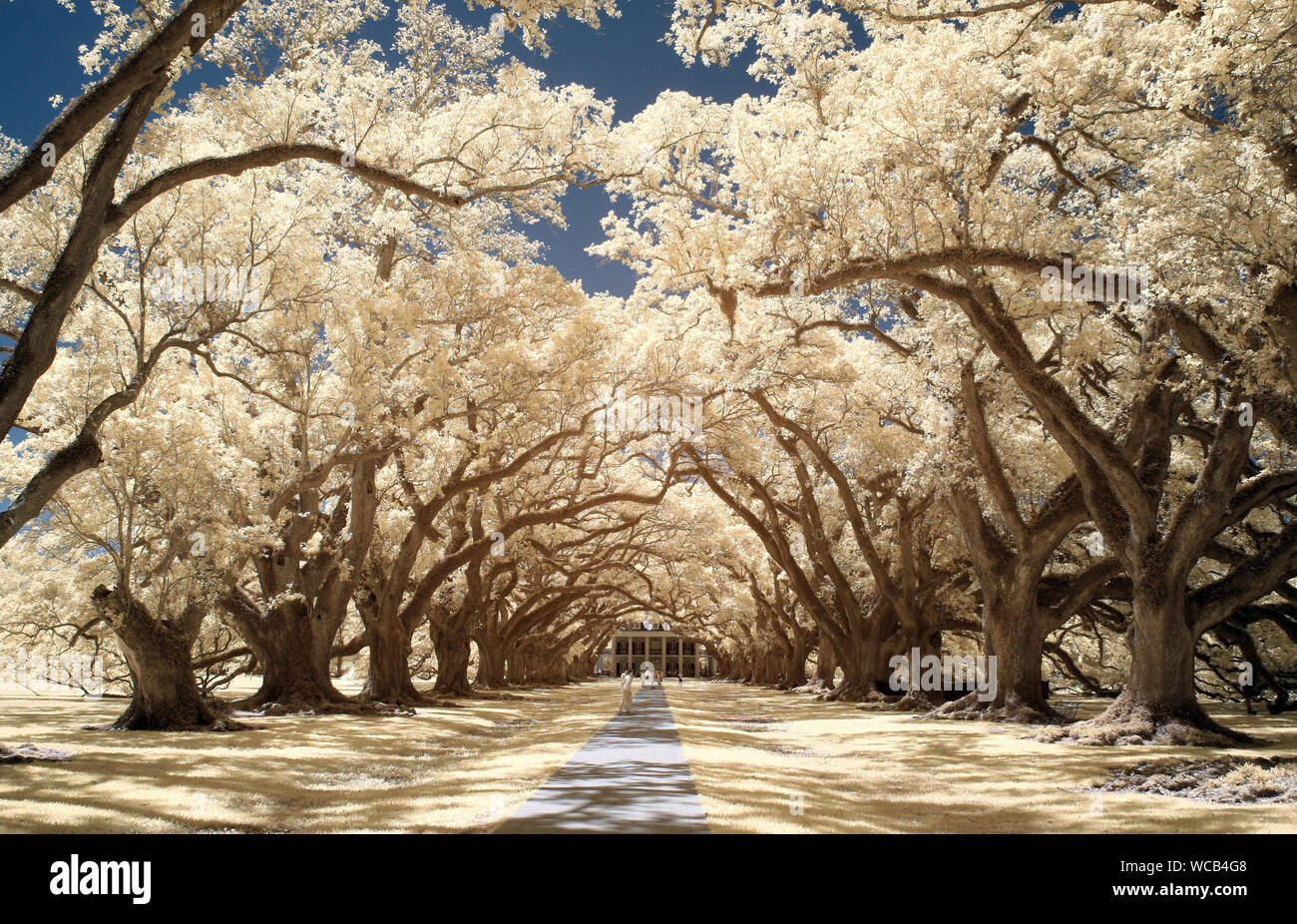 A plantation house with Oak Trees are seen in Louisiana Stock Photo - Alamy