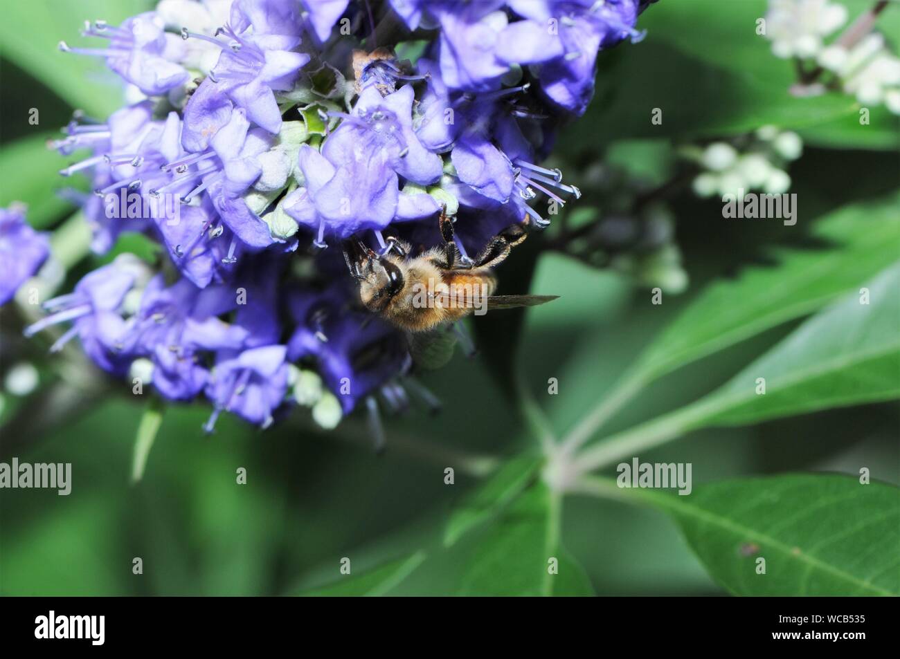 Honey bee gathering nectar from wisteria Stock Photo - Alamy