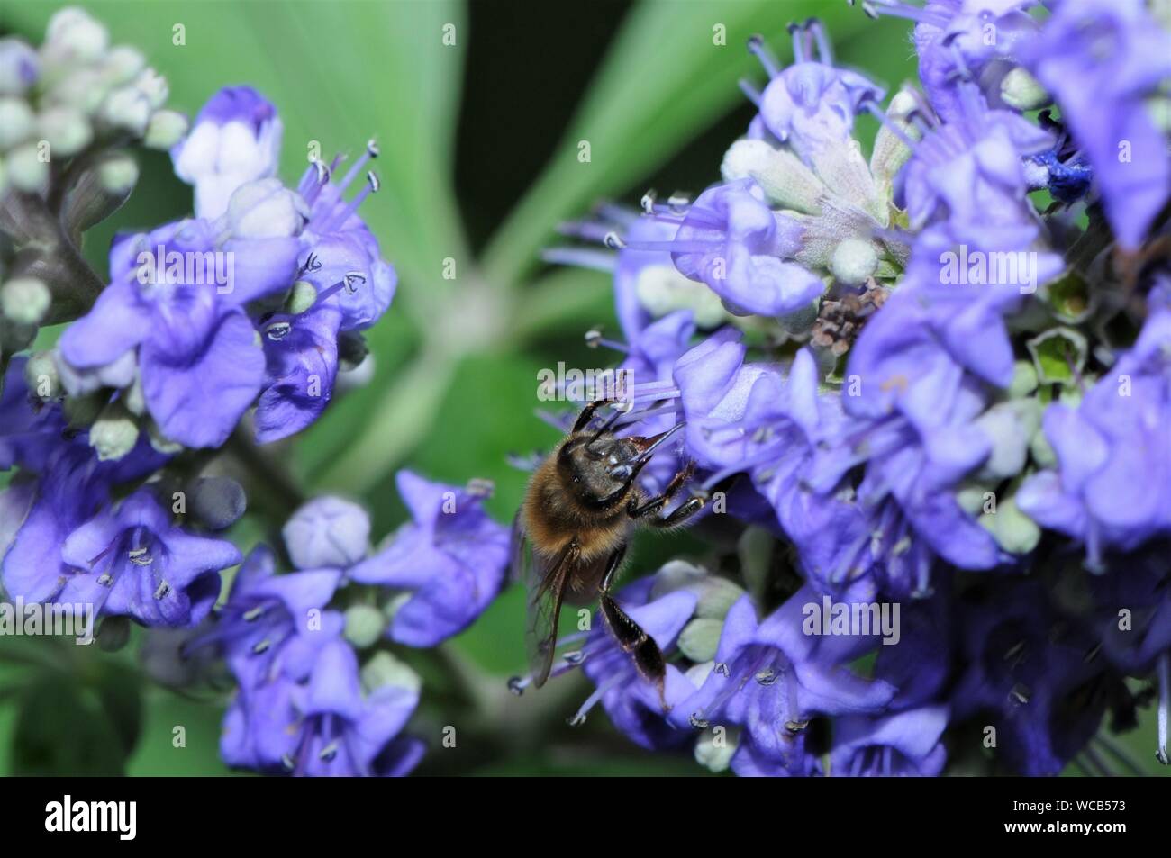 Honey bee gathering nectar from wisteria Stock Photo - Alamy