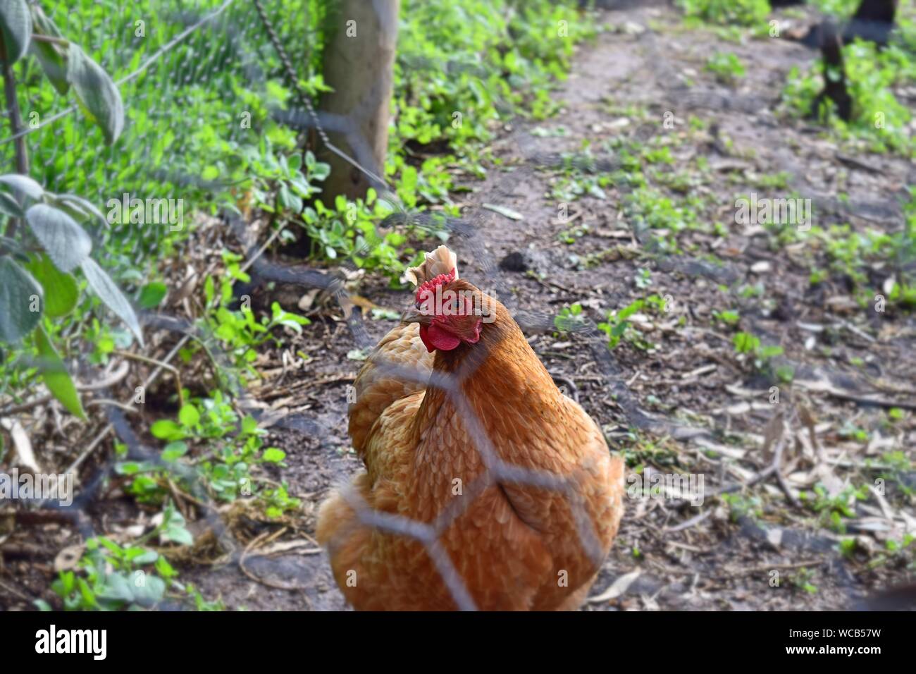 Chicken pen hi-res stock photography and images - Alamy