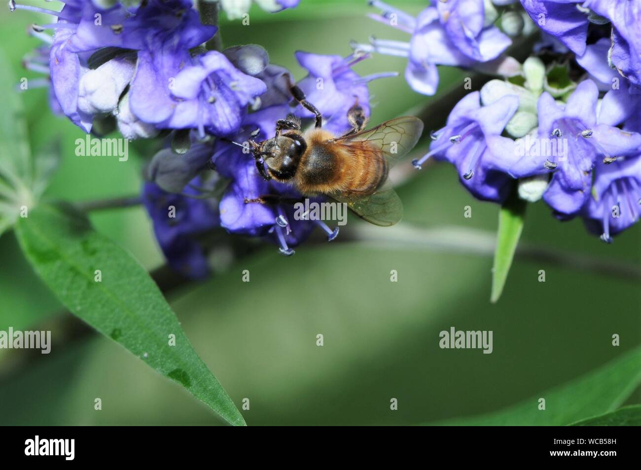 Honey bee gathering nectar from wisteria Stock Photo - Alamy