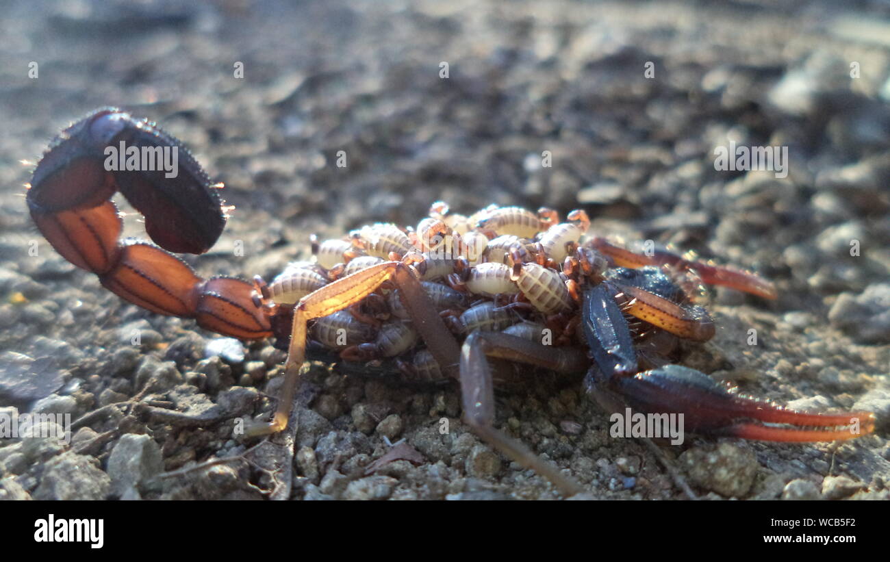 Scorpion With Babies High Resolution Stock Photography and Images - Alamy