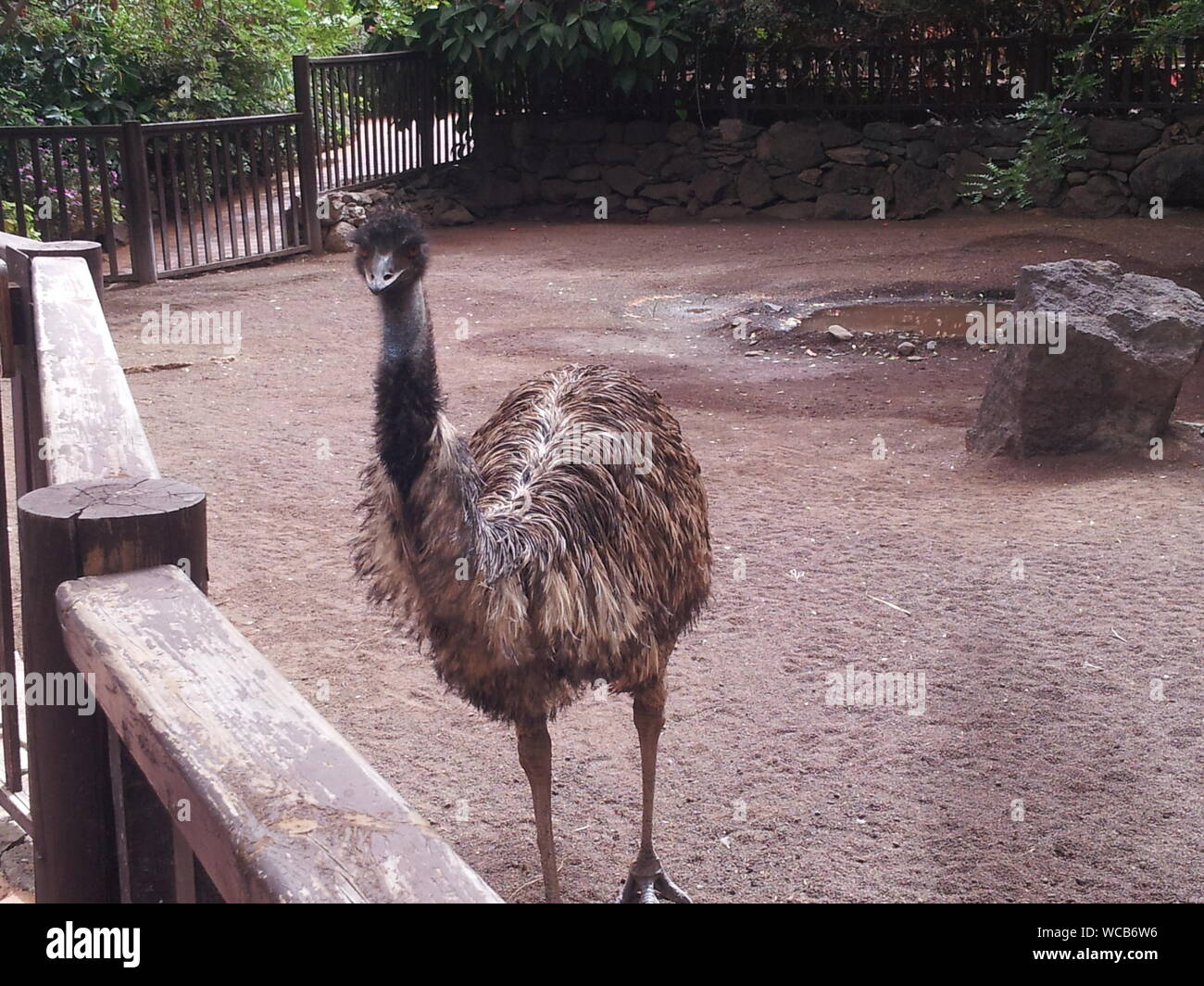 Emu fence hi-res stock photography and images - Alamy