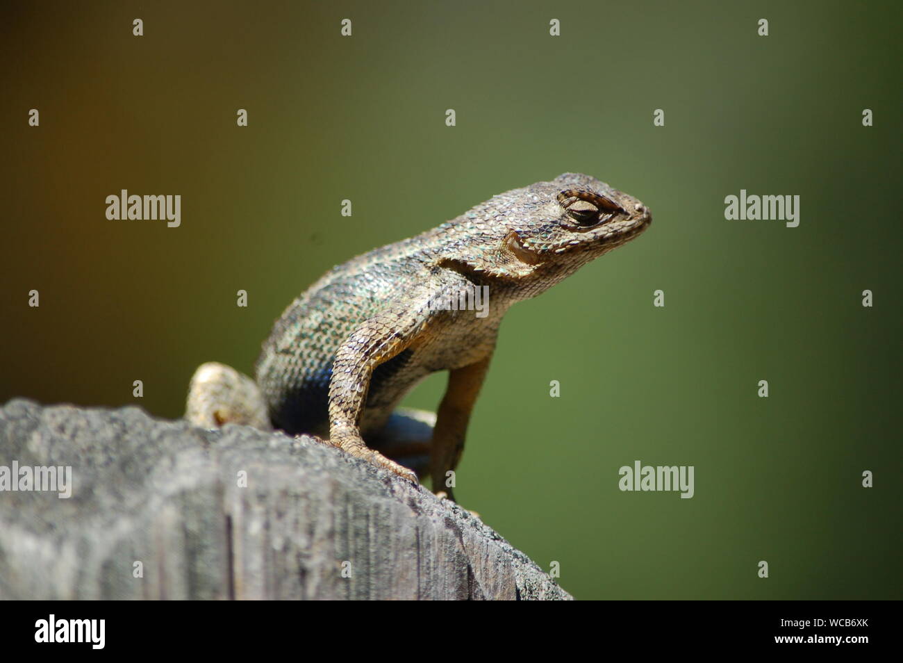 A Blue-Belly Lizard sitting on a fence in San Rafael, CA. The official ...