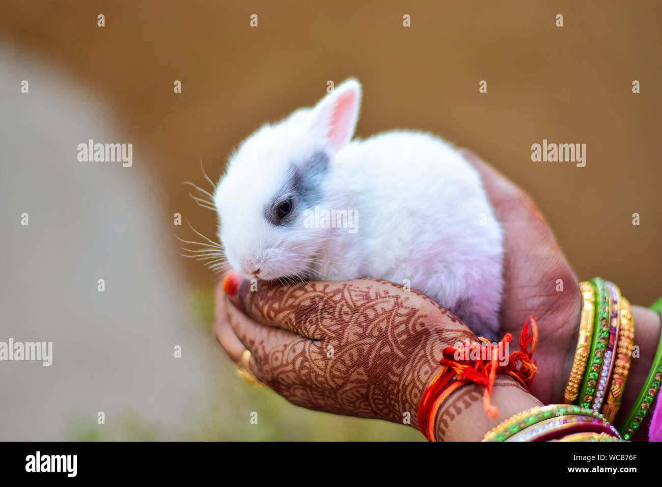 Hands Holding Bunny High Resolution Stock Photography and Images - Alamy