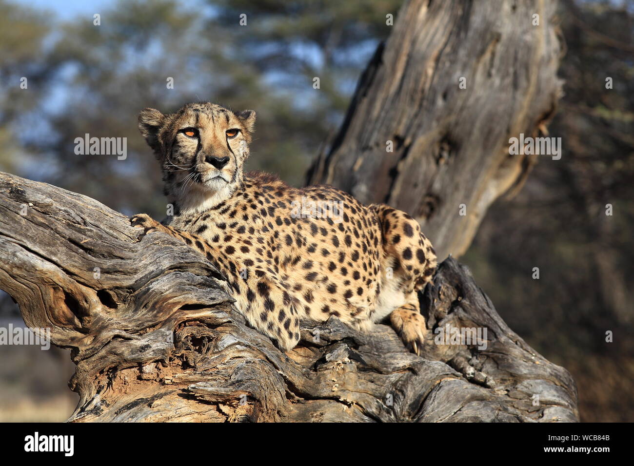 Cheetah sitting in tree hi-res stock photography and images - Alamy