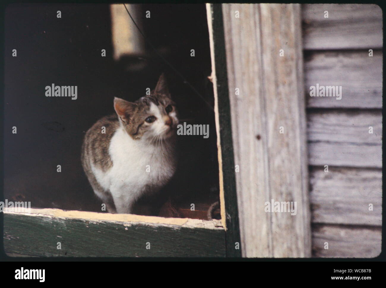 Cat Staring At Window Stock Photo - Alamy