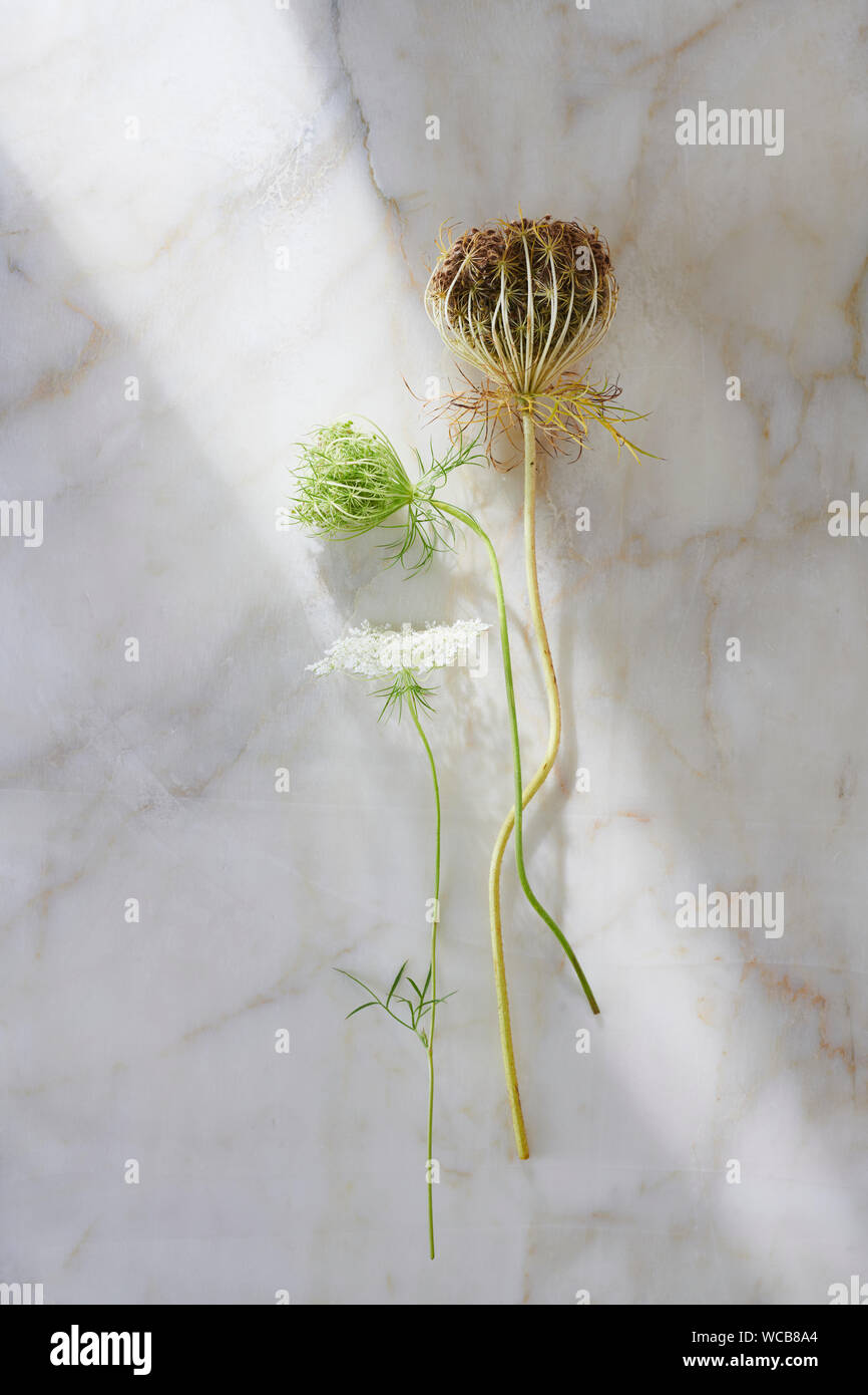 QUEEN ANNE'S LACE Stock Photo - Alamy