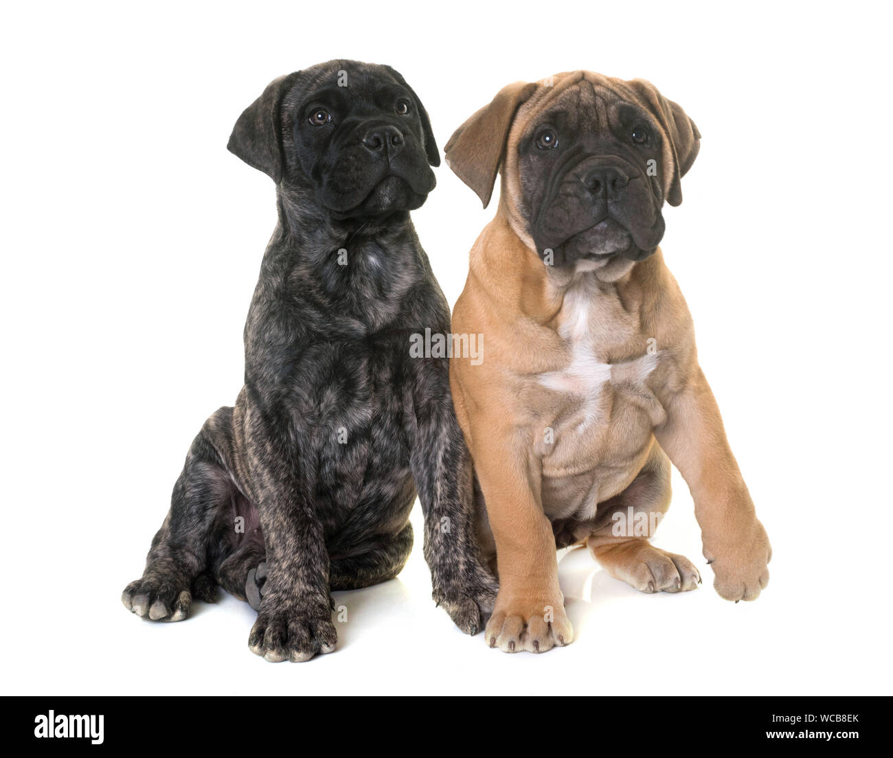 Mastiff dog puppies hi-res stock photography and images - Alamy
