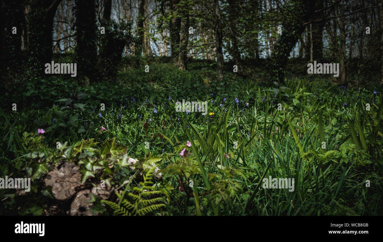 Plants Growing In Forest Stock Photo - Alamy