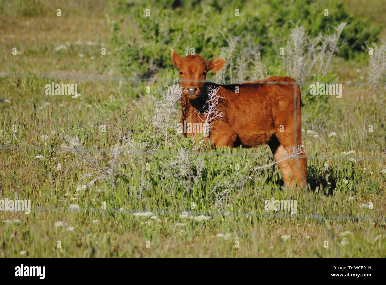 Brown calf hi-res stock photography and images - Alamy