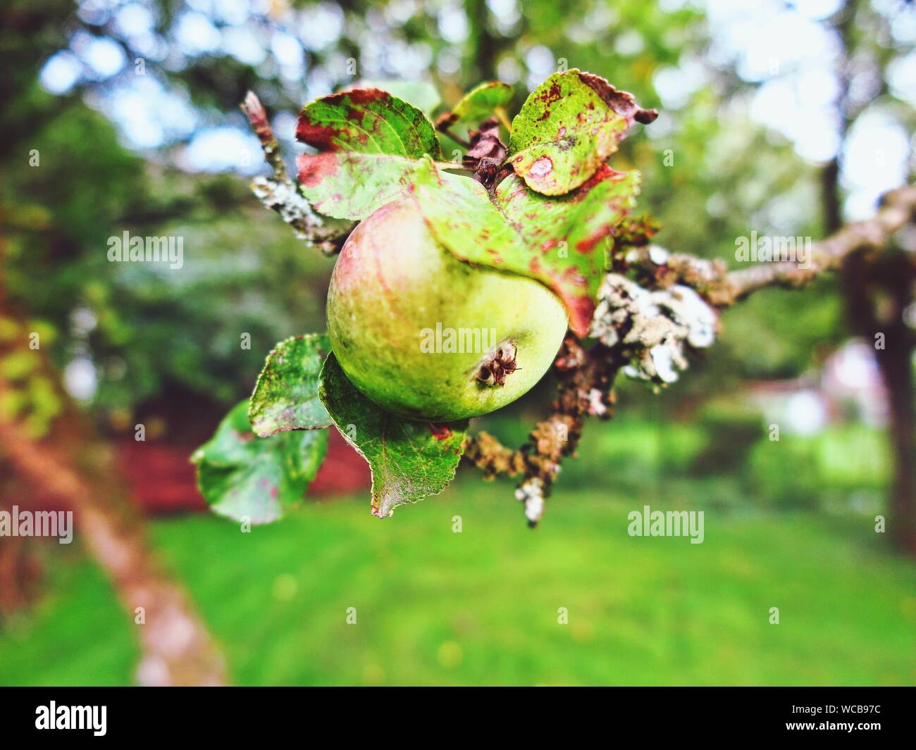 Fruit rotting on tree hi-res stock photography and images - Alamy