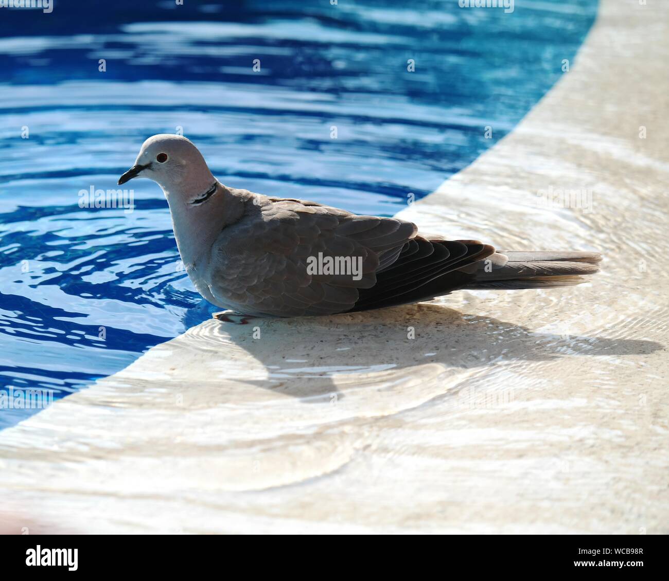 Pigeon swimming pool bird hi-res stock photography and images - Alamy