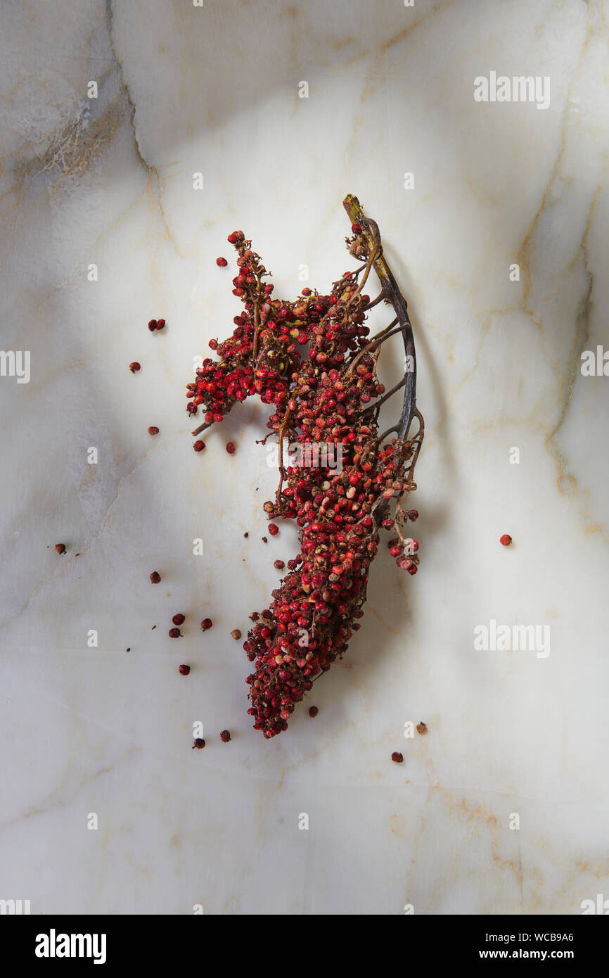 Sumac plant hi-res stock photography and images - Alamy