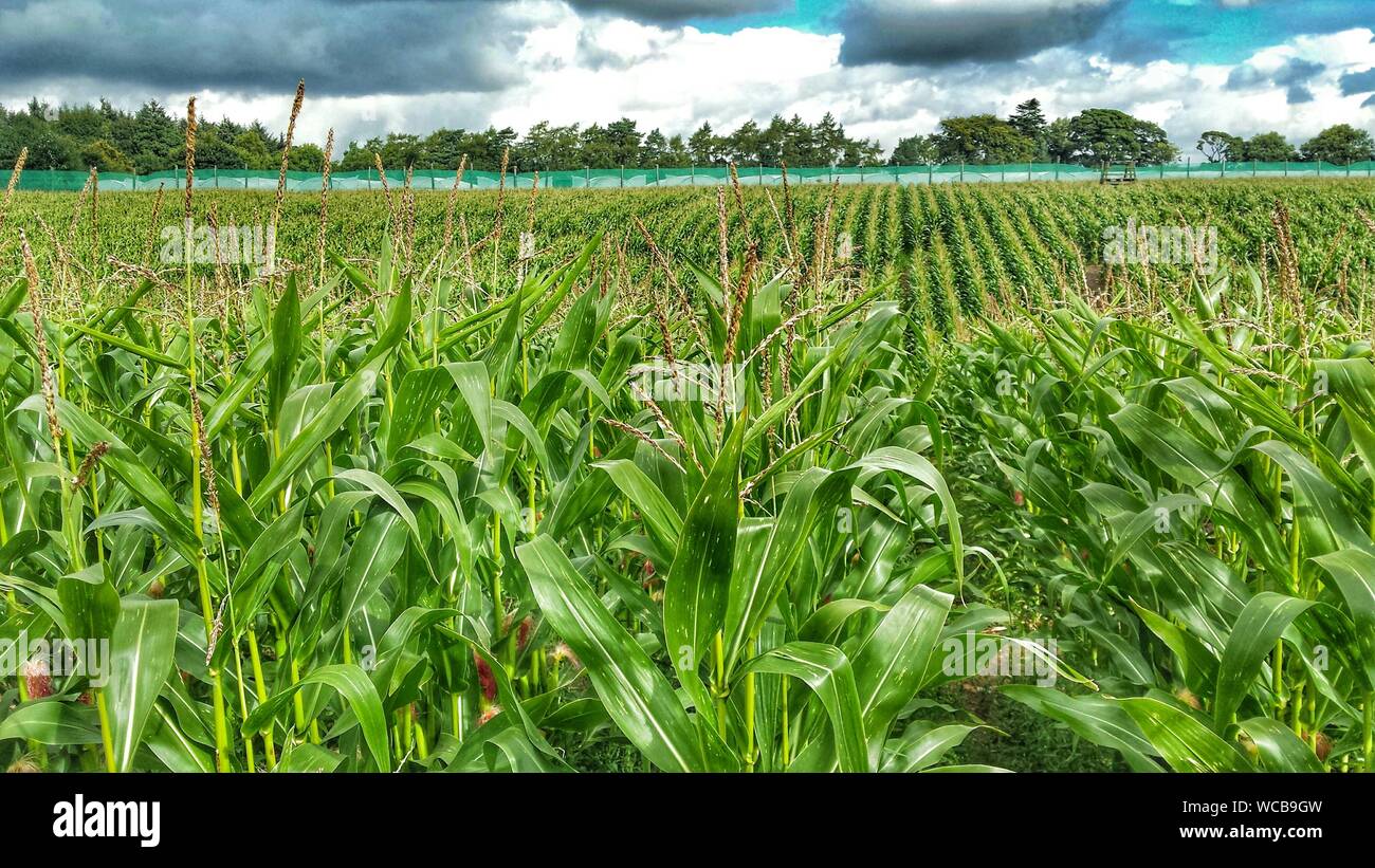 Maize field with hi-res stock photography and images - Alamy