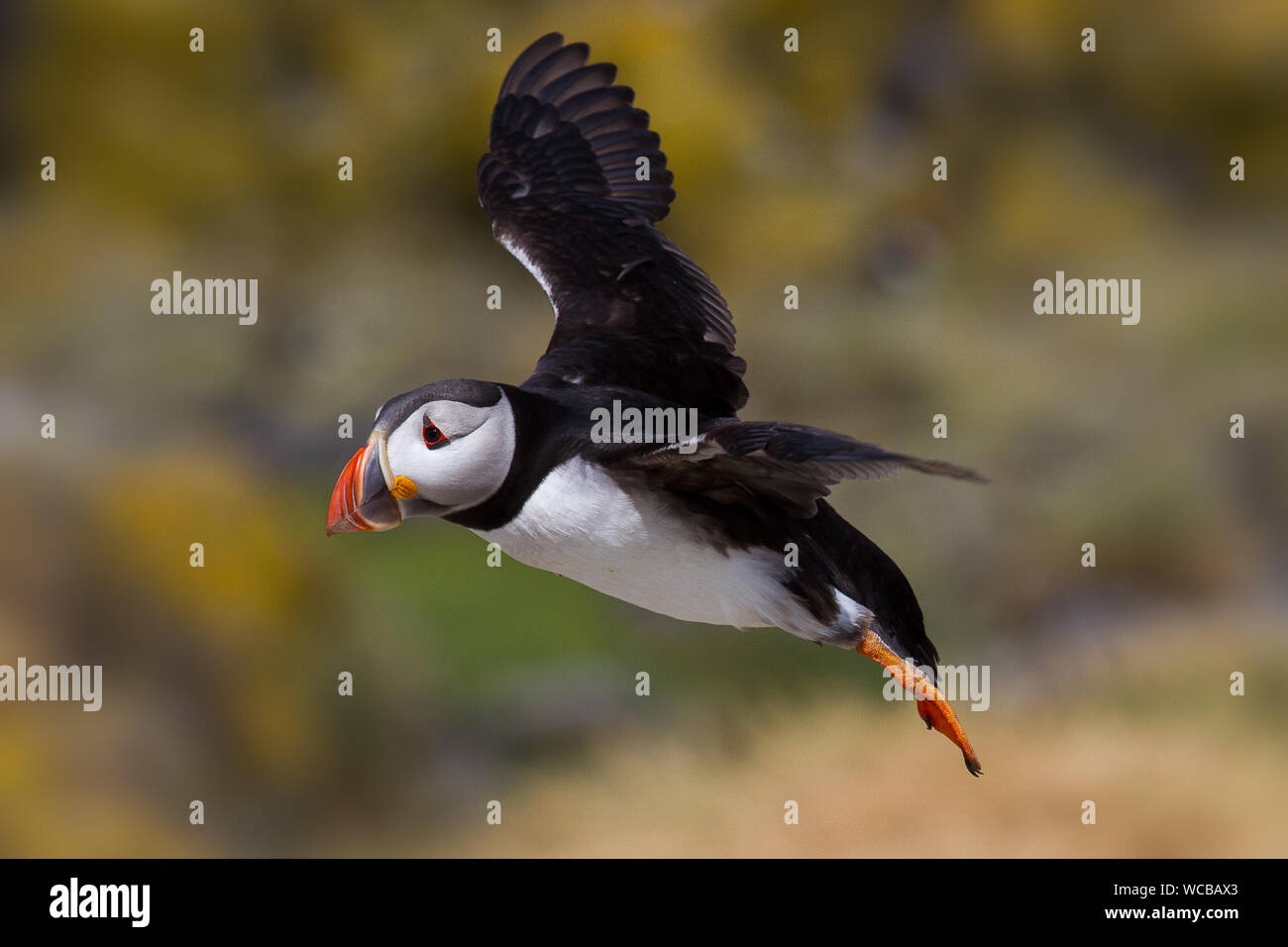 Puffin flying hi-res stock photography and images - Alamy